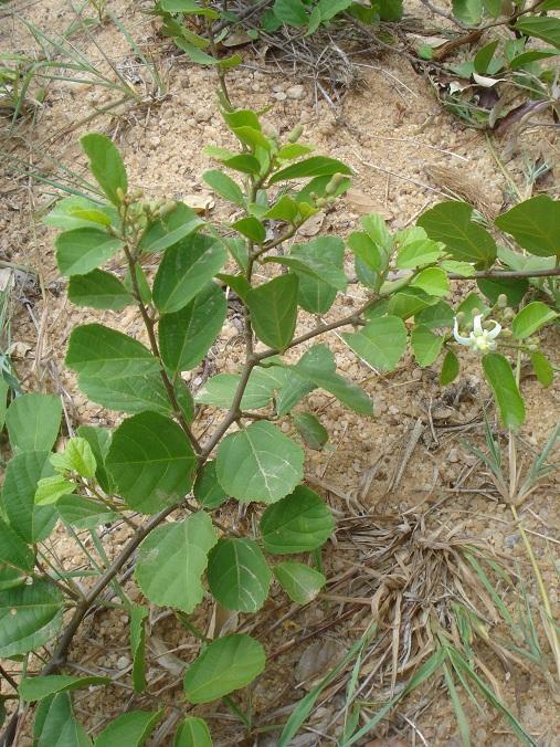 large-flowered white raisin (Grewia pachycalyx) - Botanical Realm