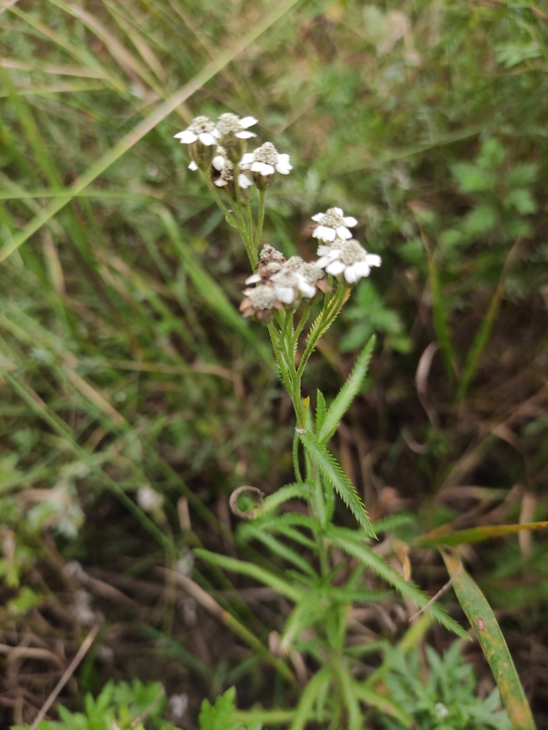 Siberian Yarrow from Иркутская обл., Россия, 665801 on August 21, 2021 ...