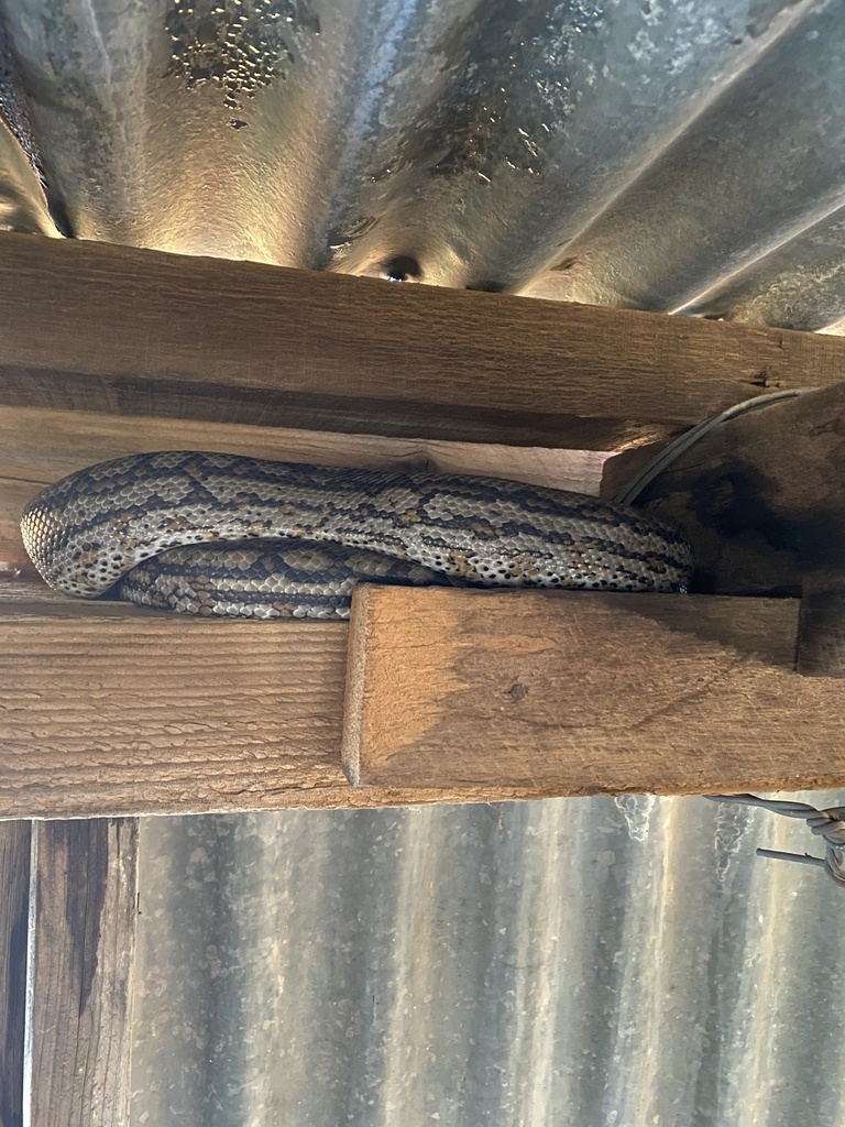 Inland Carpet Python from Tibooburra, NSW, AU on July 02, 2021 at 08:58 ...