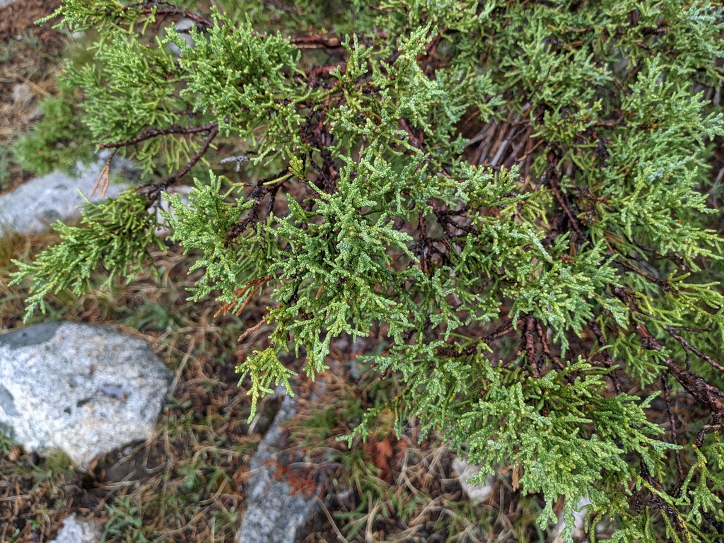 Sierra juniper from Kings Canyon National Park, Sequoia and Kings ...