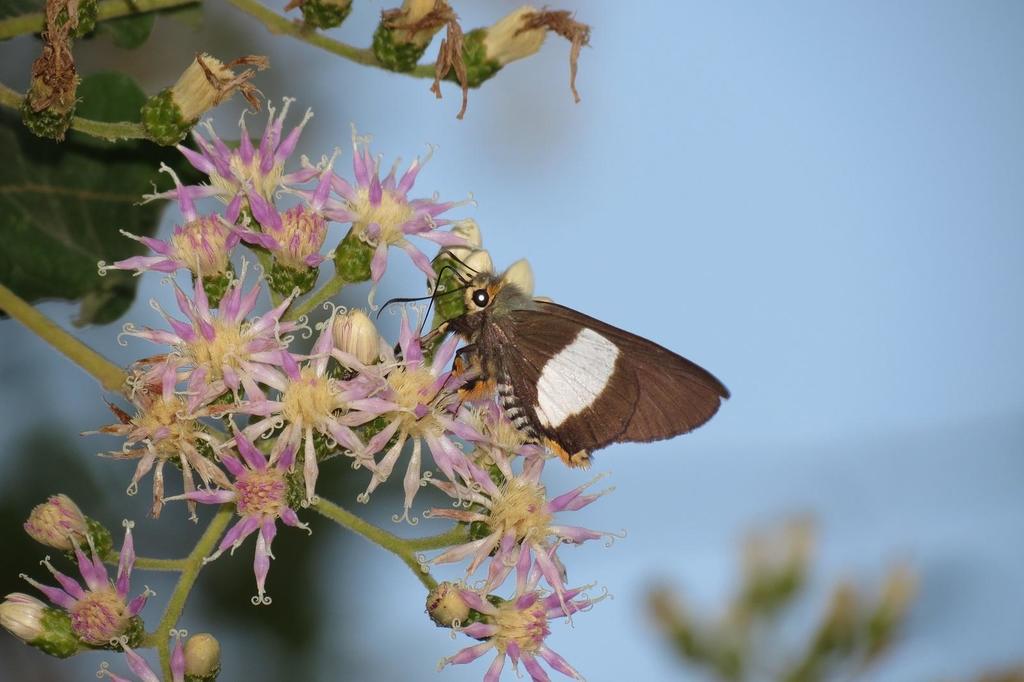 star-flowered vernonia from Kruger, Satara Region on June 25, 2013 by ...