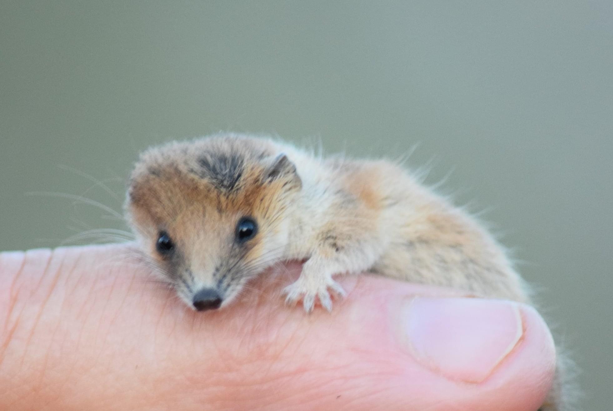 Planigale tenuirostris Troughton, 1928