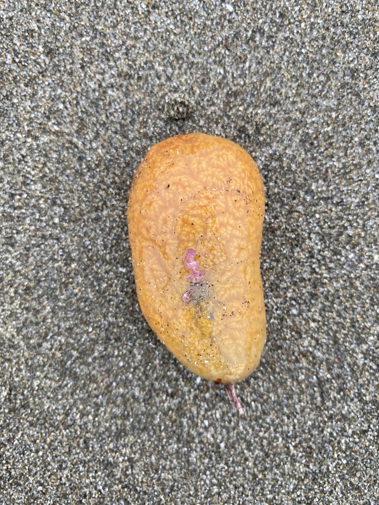 Pacific Sea Pork from Shell Beach, The Sea Ranch, CA, US on August 21 ...