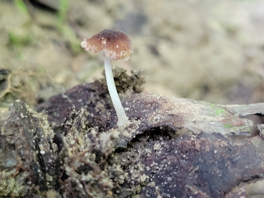 Pluteus seticeps from Marshall County, US-IN, US on August 20, 2021 at ...