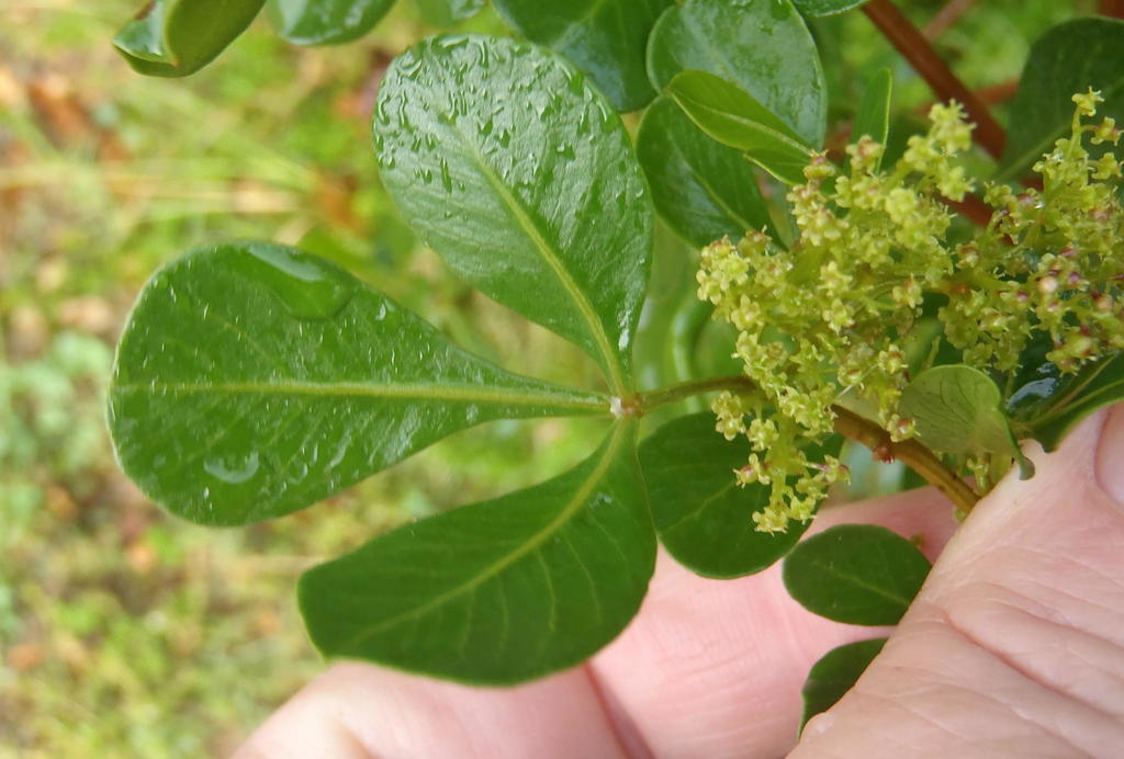Karees from Brenton on July 2, 2013 by Nicola van Berkel. Searsia ...