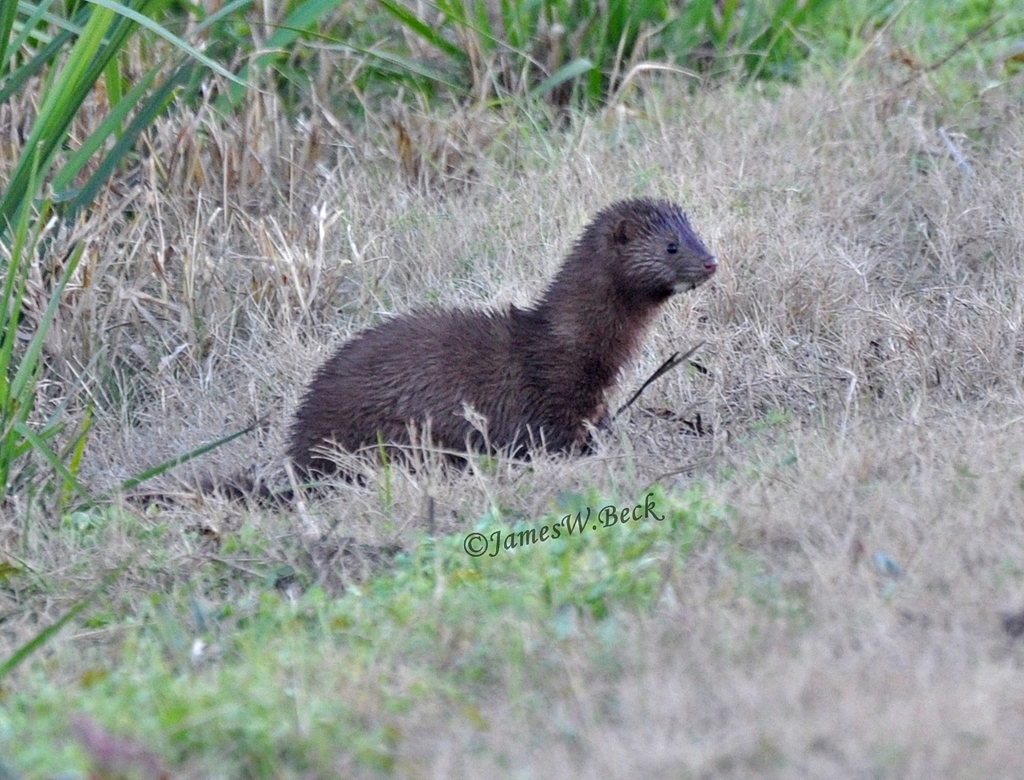 Southern Mink from Cade, Louisiana on December 07, 2010 by James W ...