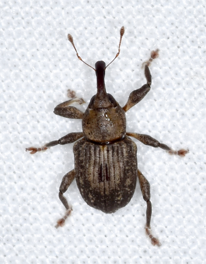 Neochetina eichhorniae Warner, 1970
