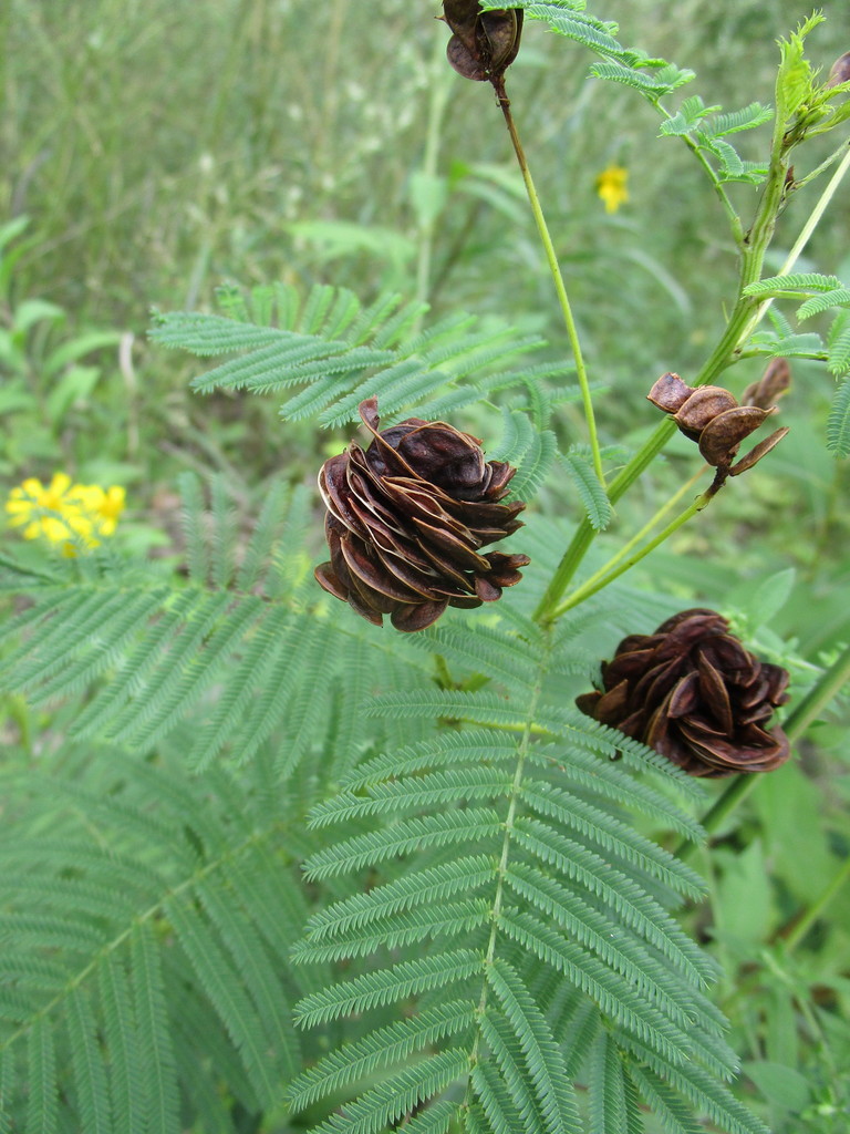 Illinois bundleflower from Lilydale Regional Park, St Paul, MN, USA on ...