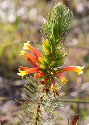 Golden Heath (Subspecies Erica abietina aurantiaca) · iNaturalist
