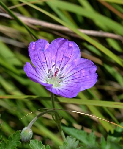 Geranium robustum · iNaturalist Mexico