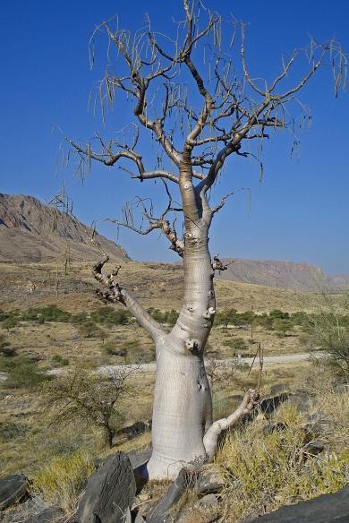 African Moringa (Moringa ovalifolia) - Botanical Realm