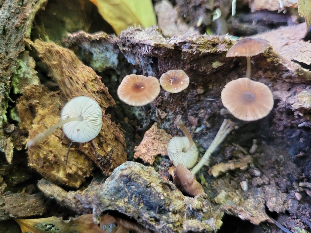 Pluteus seticeps from Marshall County, US-IN, US on August 20, 2021 at ...