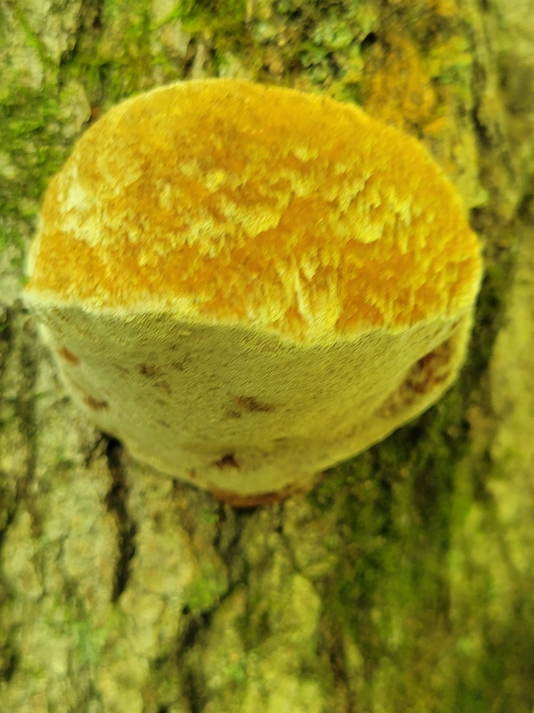 Phellinus everhartii from Marshall County, US-IN, US on August 20, 2021 ...