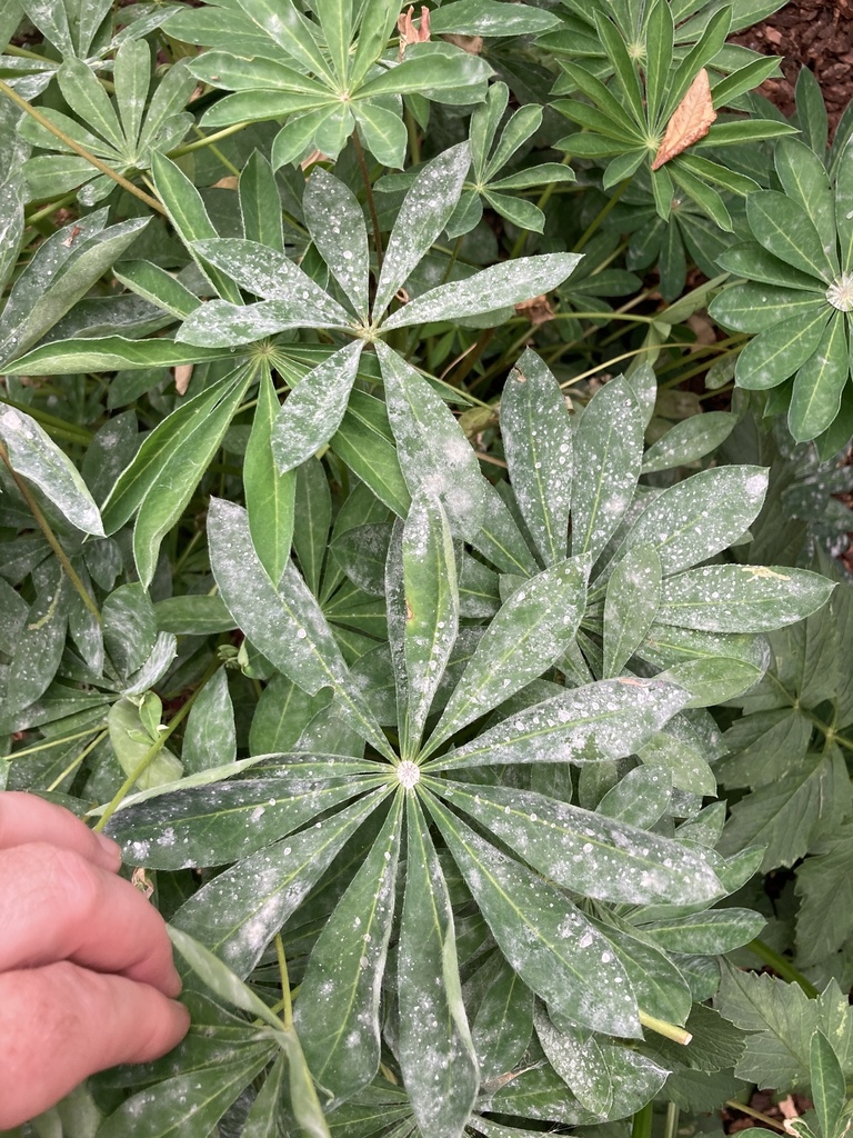 Erysiphe polygoni from N Decatur St, Portland, OR, US on August 21 ...