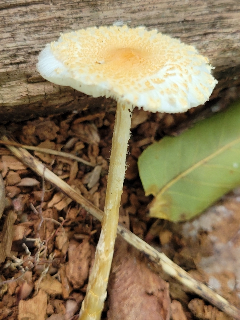 Shield Dapperling from Marshall County, US-IN, US on August 20, 2021 at ...