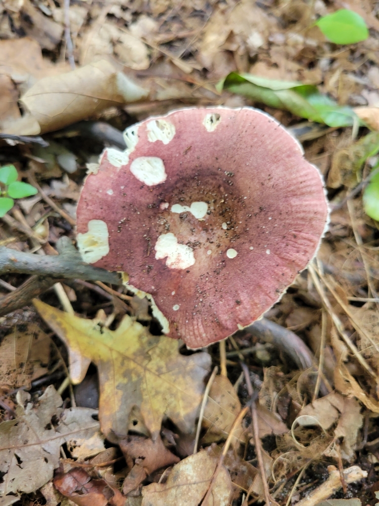 Blackish-red Russula from Marshall County, US-IN, US on August 20, 2021 ...