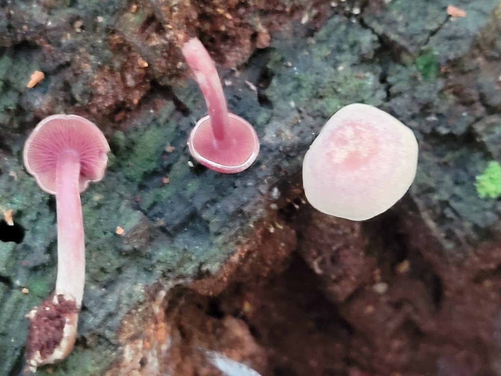 Purple-edged Lute from Marshall County, US-IN, US on August 20, 2021 at ...