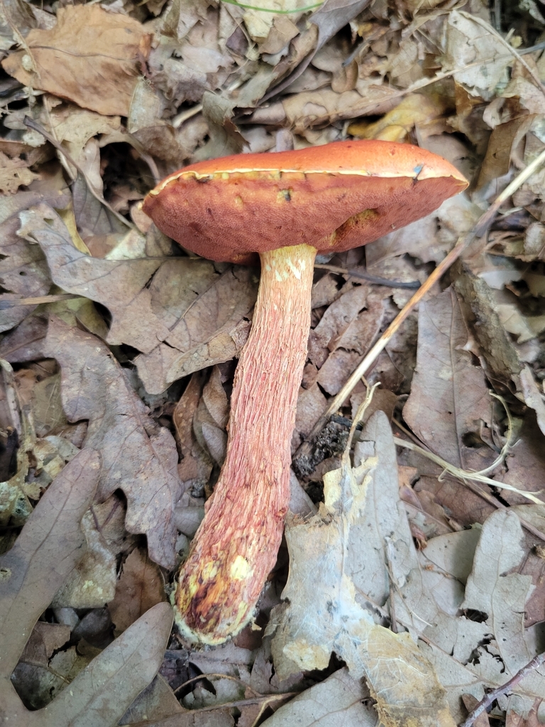 Frost's Bolete from Marshall County, US-IN, US on August 20, 2021 at 02 ...