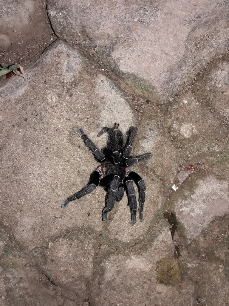 Costa Rican Striped-knee Tarantula from San Francisco Echeverría on ...