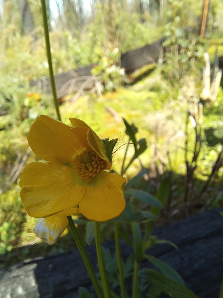 Australian Buttercup from Lobethal SA 5241, Australia on August 20 ...