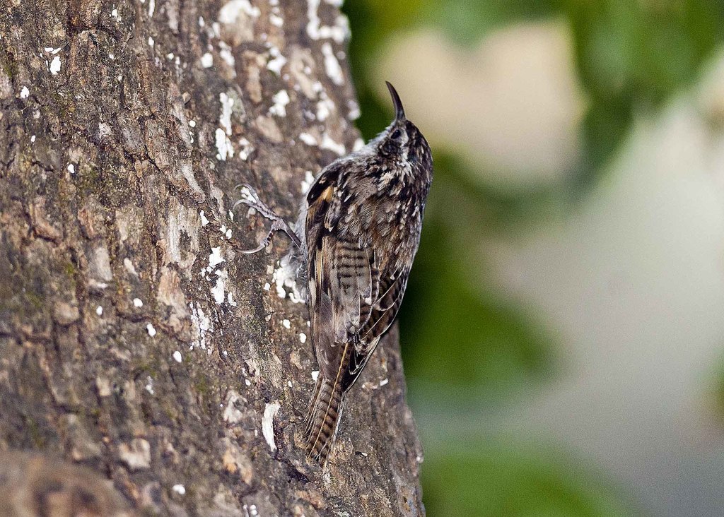Bar-tailed Treecreeper (Certhia himalayana) - Avian Discovery