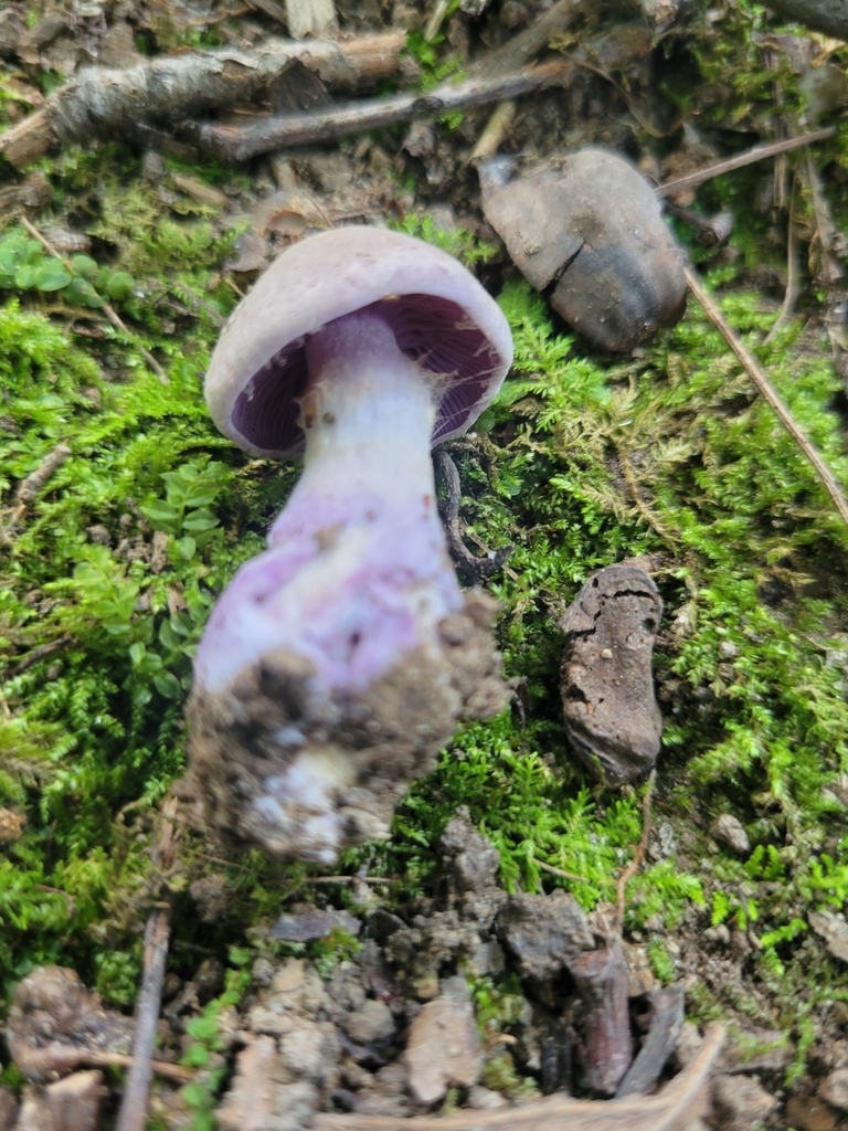 Webcaps from Marshall County, US-IN, US on August 20, 2021 at 06:20 PM ...