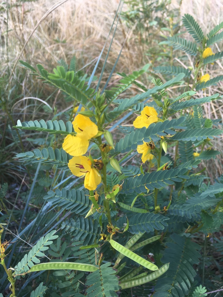 partridge pea from Walsenburg, CO, US on August 21, 2021 at 09:01 AM by ...