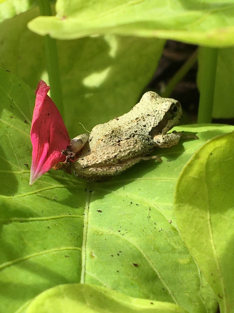 Northern Pacific Tree Frog from Grafton Ave, Parksville, BC, CA on ...