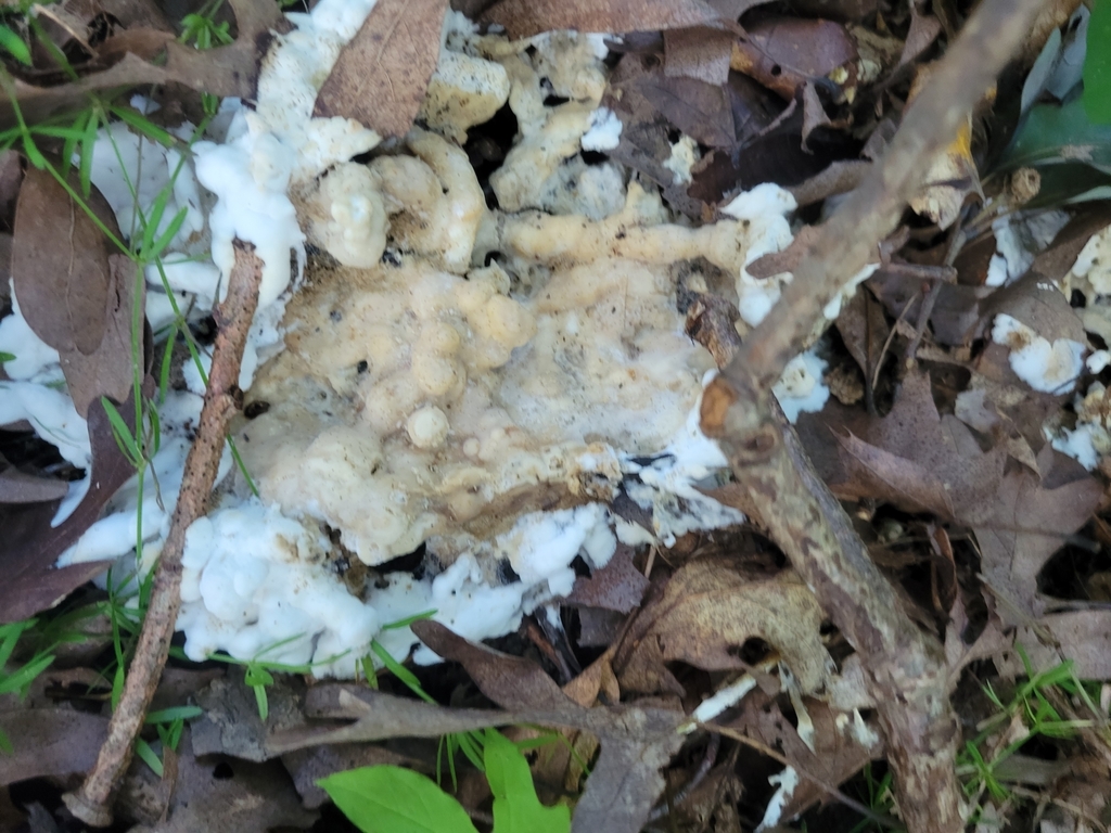 enveloping crust from Marshall County, US-IN, US on August 20, 2021 at ...