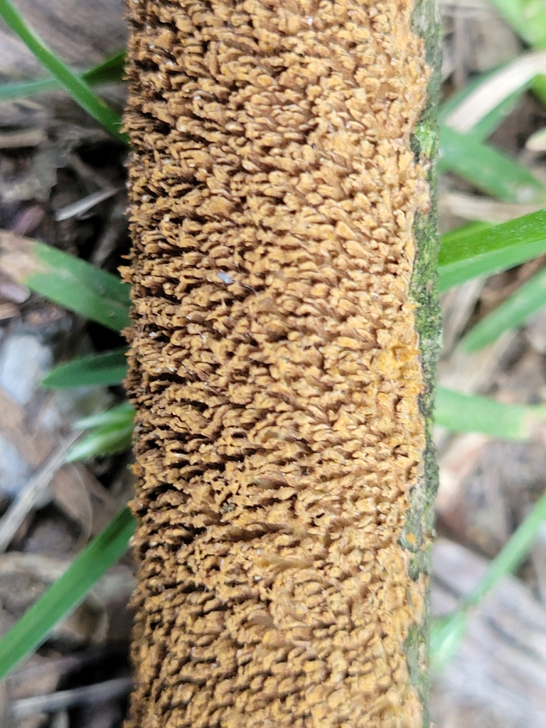 brown-toothed crust fungus from West Township, IN, USA on August 21 ...