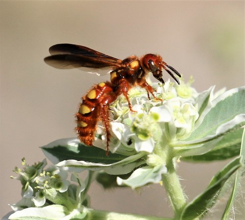 Subspecies Colpa octomaculata texensis · iNaturalist