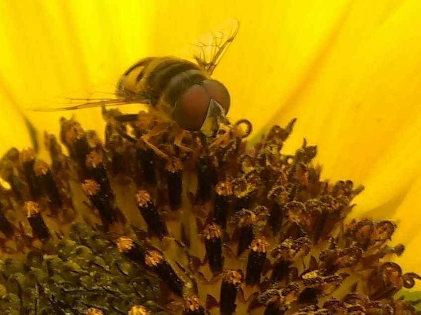 Transverse-banded Flower Fly in August 2021 by Pam Phillips. On ...