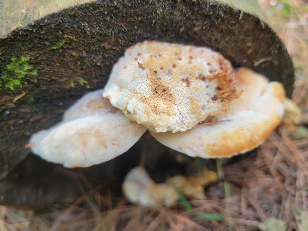 brown-staining cheese polypore from Washington Township, IN, USA on ...