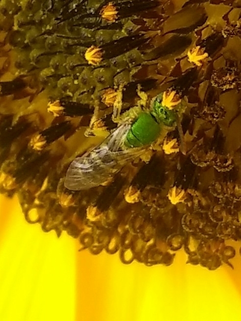 Bicolored Striped Sweat Bee in August 2021 by Pam Phillips. On ...