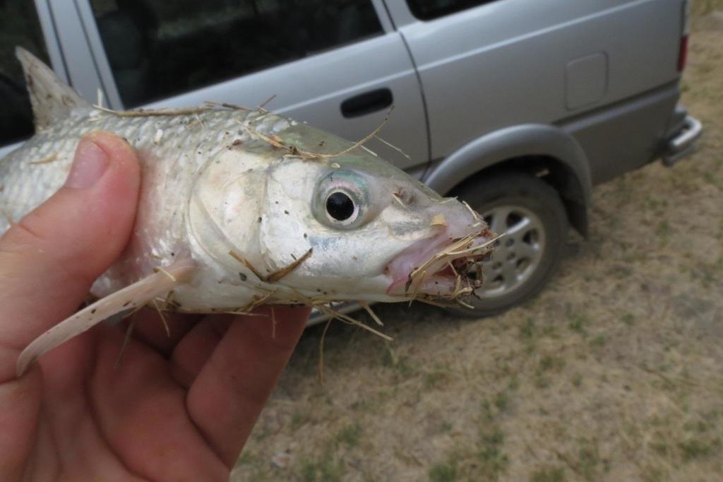 Smallmouth Yellowfish (Labeobarbus aeneus) - Marine Life Identification