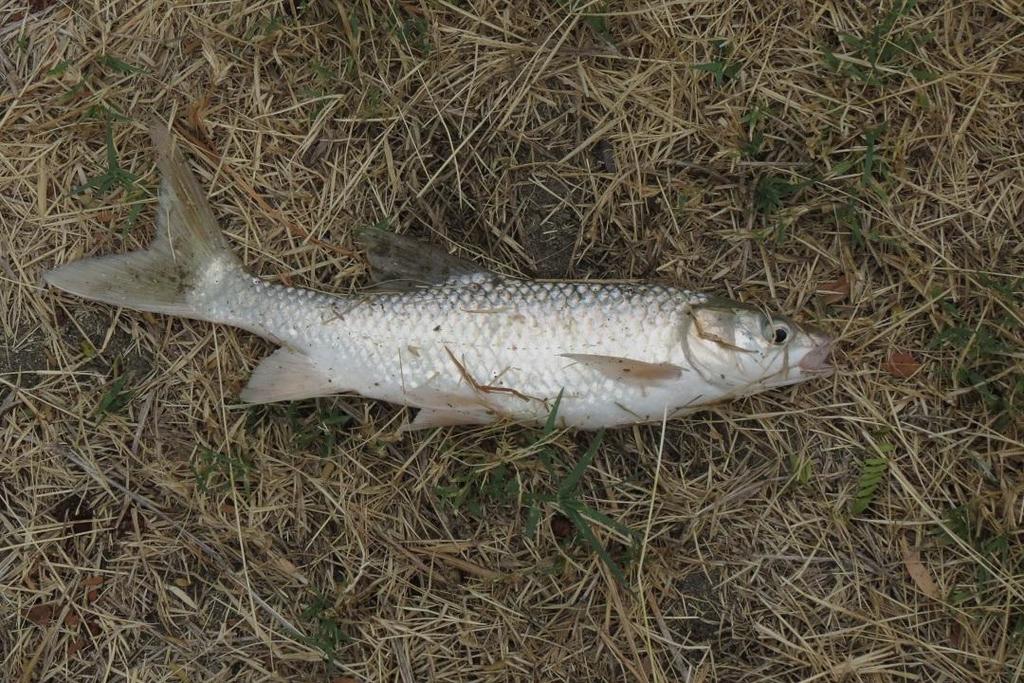 Smallmouth Yellowfish (Labeobarbus aeneus) - Marine Life Identification