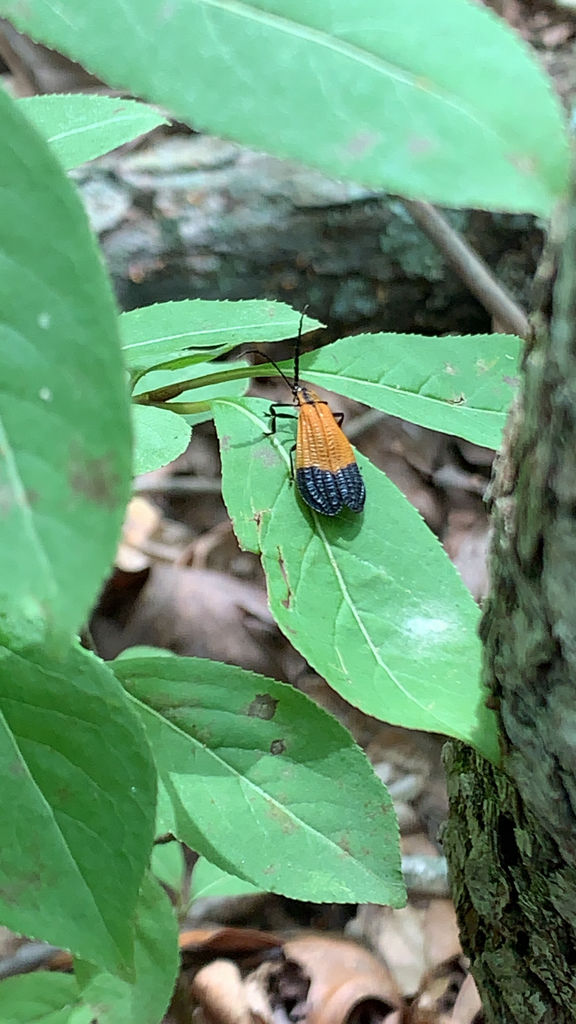 End Band Net-winged Beetle from Bedford on August 21, 2021 at 03:13 PM ...