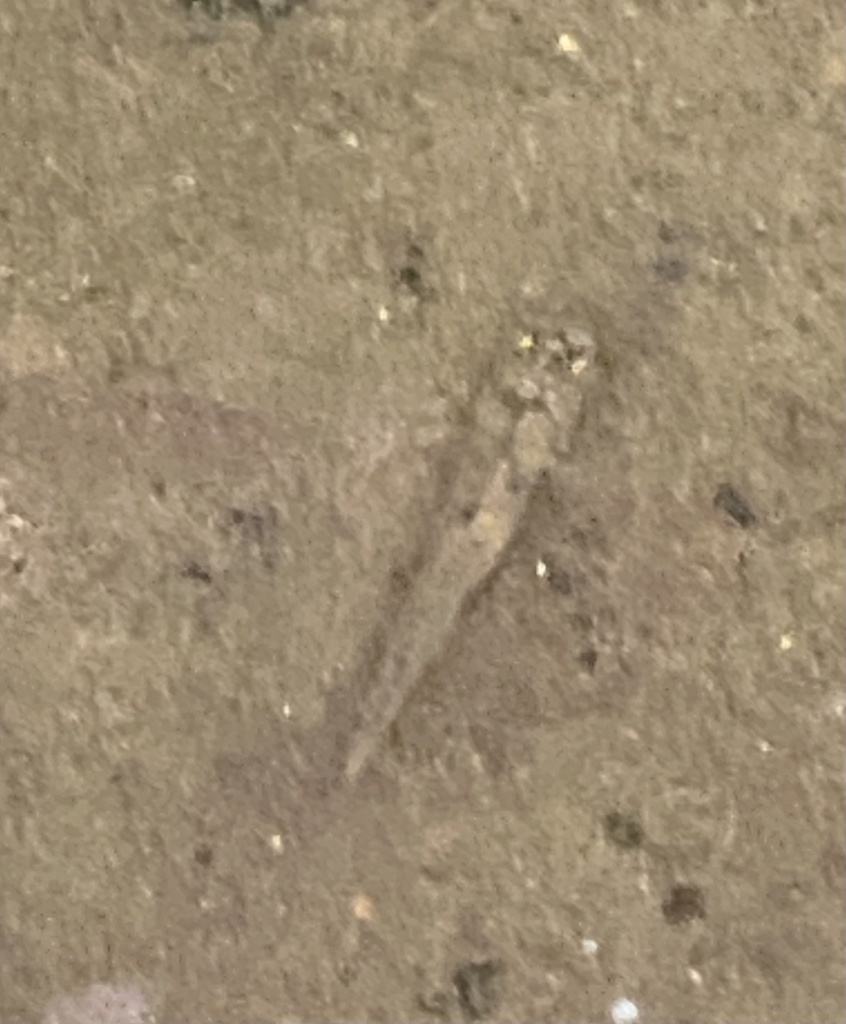 Sacramento Sucker from De Laveaga Park, Santa Cruz, CA, US on August 21 ...