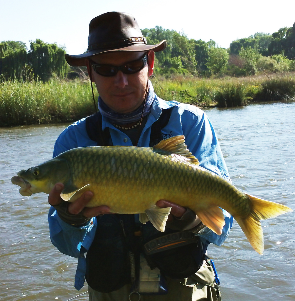Smallmouth Yellowfish (Labeobarbus aeneus) - Marine Life Identification