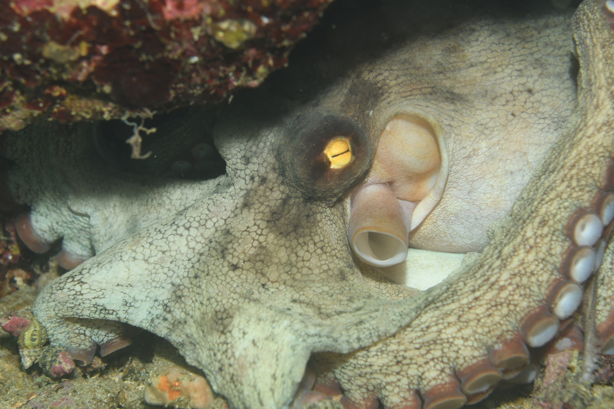 Octopus sinensis d'Orbigny, 1834