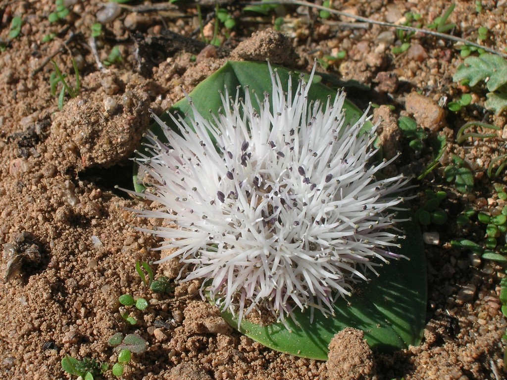 Massonia pygmaea - plant details - WorldFloraDB