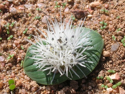 Subspecies Massonia pygmaea kamiesbergensis · iNaturalist