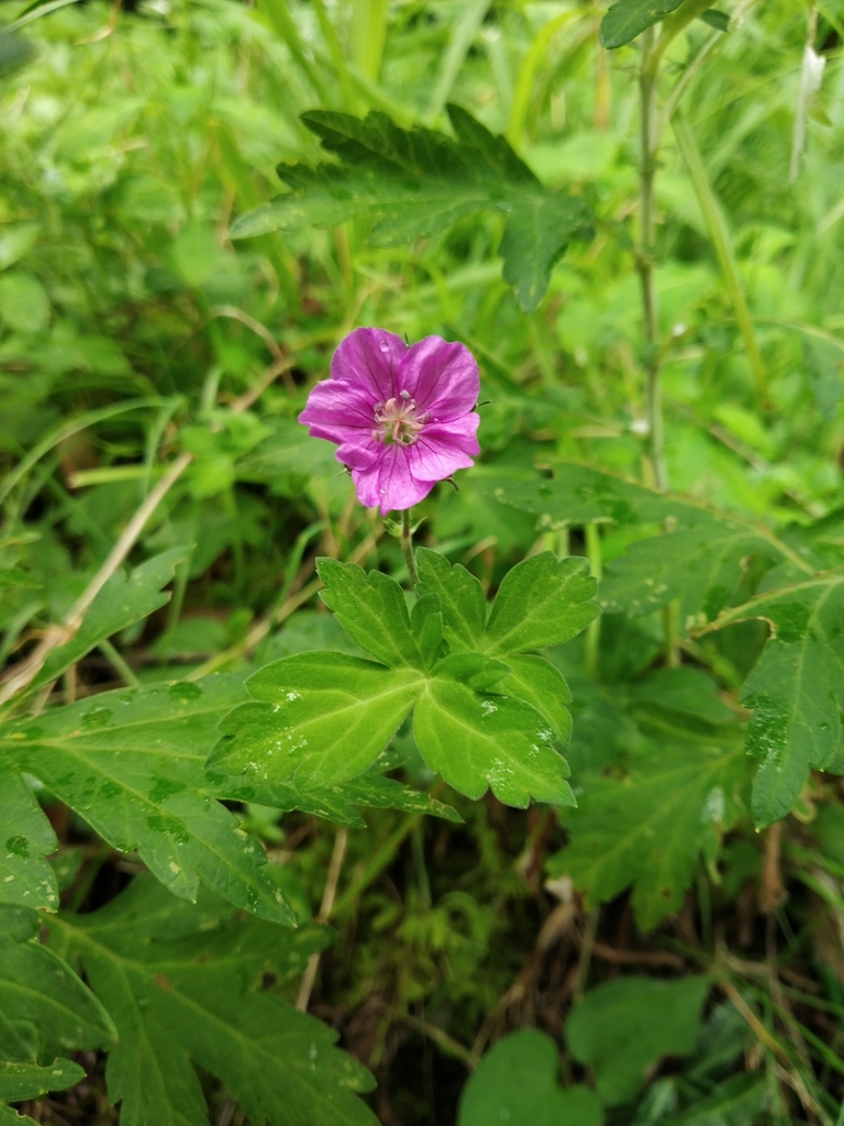 Thunberg's Geranium from 2193-1 Fujichō Ōaza Osoegawa, Saga, 840-0521 ...
