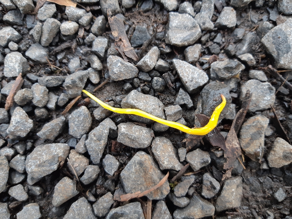 Canary Worm from East Ridgley TAS 7321, Australia on August 22, 2021 at ...