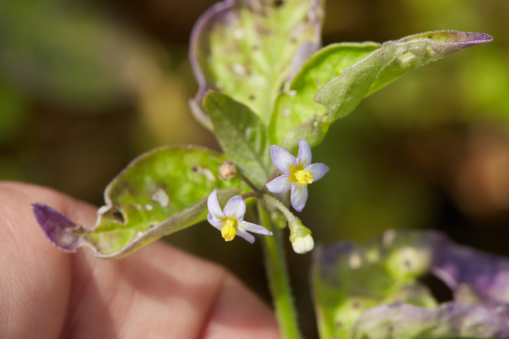 American black nightshade from Peytonia Slough Ecological Reserve ...