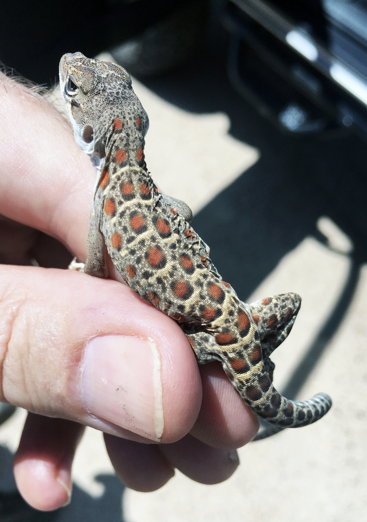Cope's Leopard Lizard in August 2021 by jqrichmond · iNaturalist