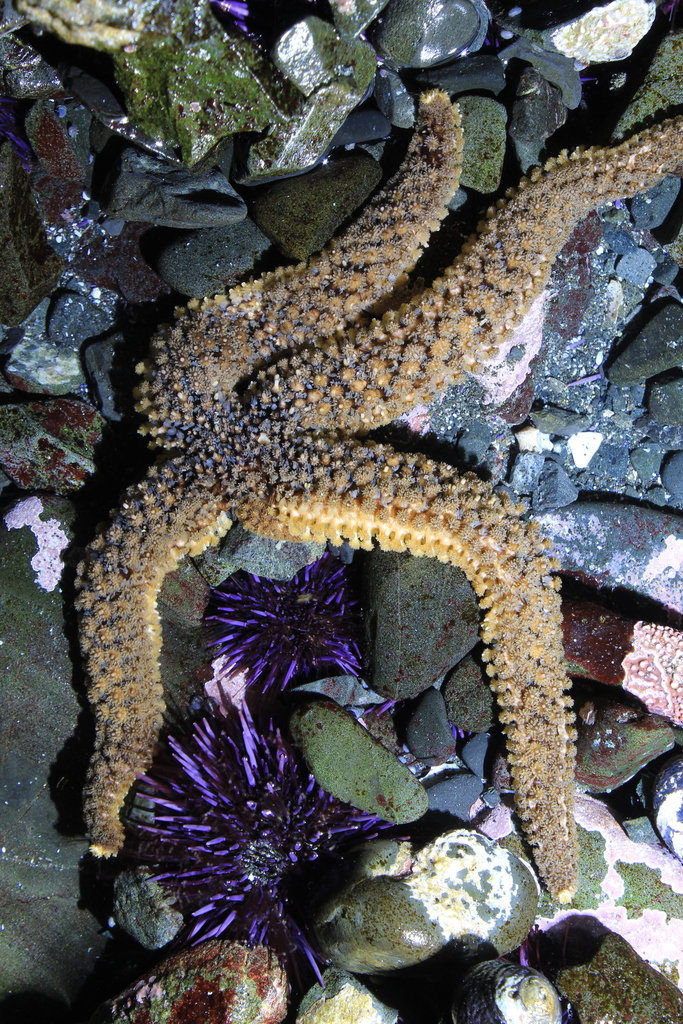 Velcro Star from Mendocino, CA, USA on November 18, 2020 at 11:59 PM by ...