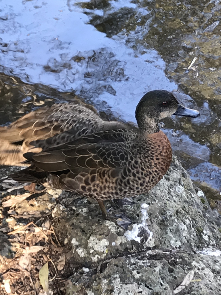 Chestnut Teal from Urban Forest, Malvern East, VIC, AU on August 22 ...