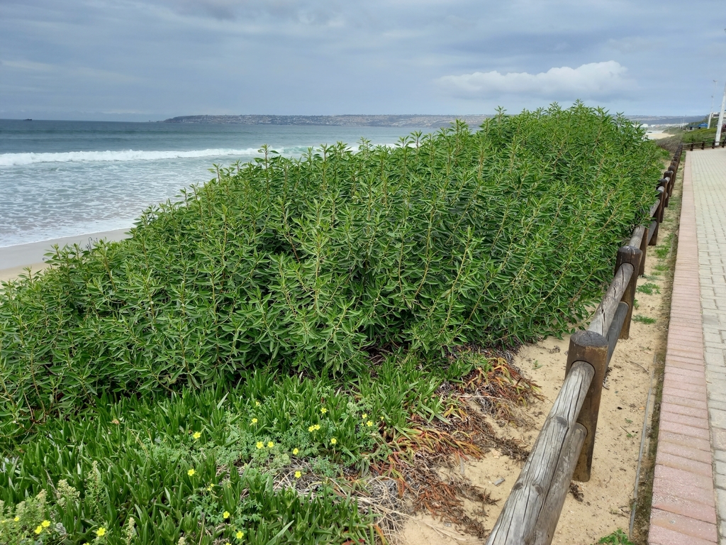 Australian Ngaio from Hartenbos, Mossel Bay on August 18, 2021 at 12:13 ...
