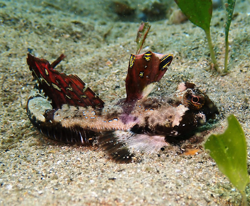 Painted Stinkfish (Fishes of Cabbage Tree Bay Aquatic Reserve, Sydney ...